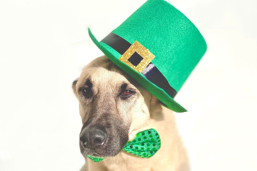 Fun Facts About Irish Pets And Their History Claws And Paws Pet